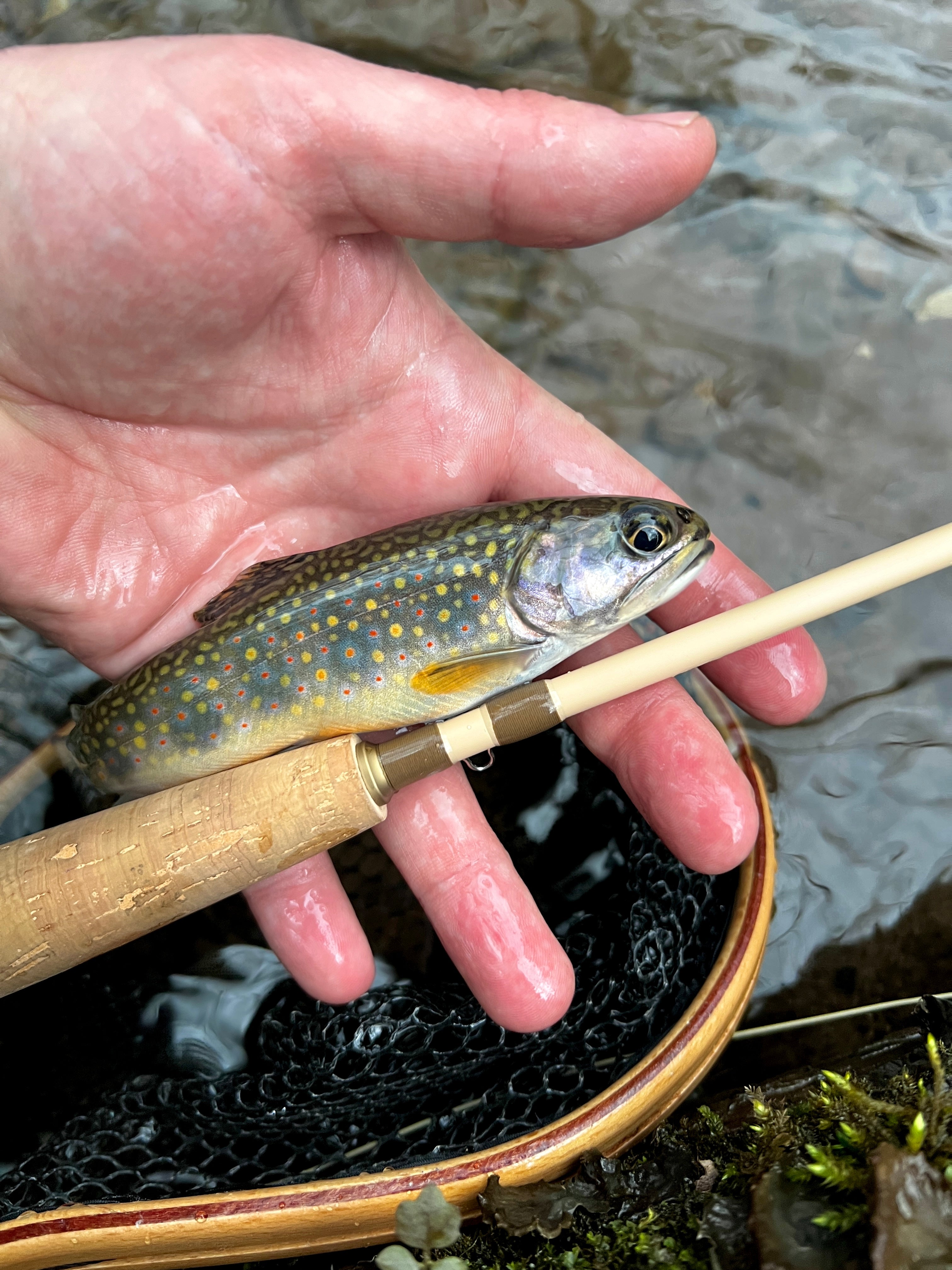 Small Stream Trout Kit – Stillwater Fly Shop